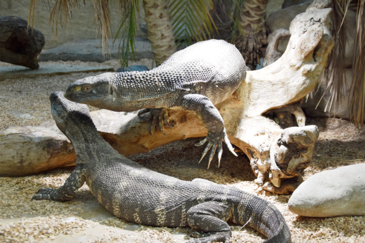 Le grand varan africain est de retour ! - Tropiquarium de Servion