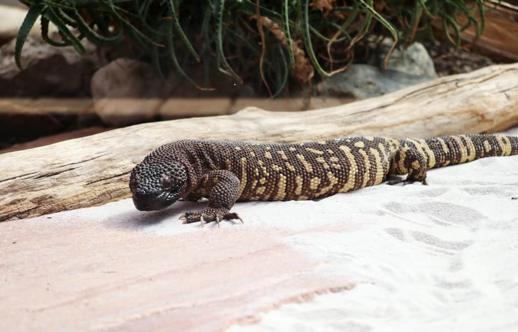 Beaded lizard - Tropiquarium de Servion
