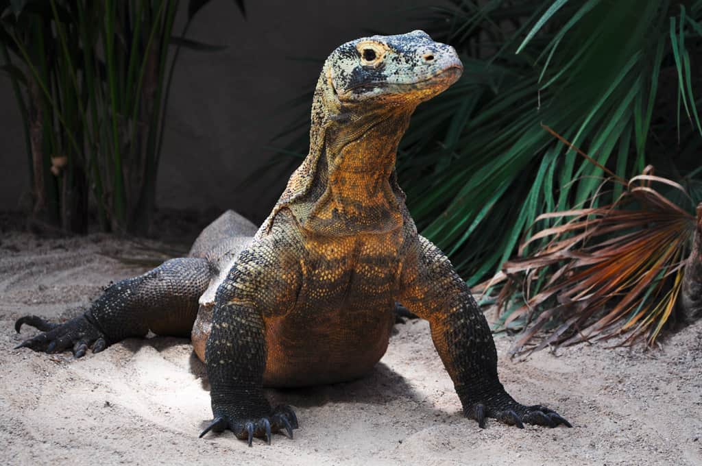 Taille Du Dragon De Komodo Dragon De Komodo (Varanus Komodoensis)